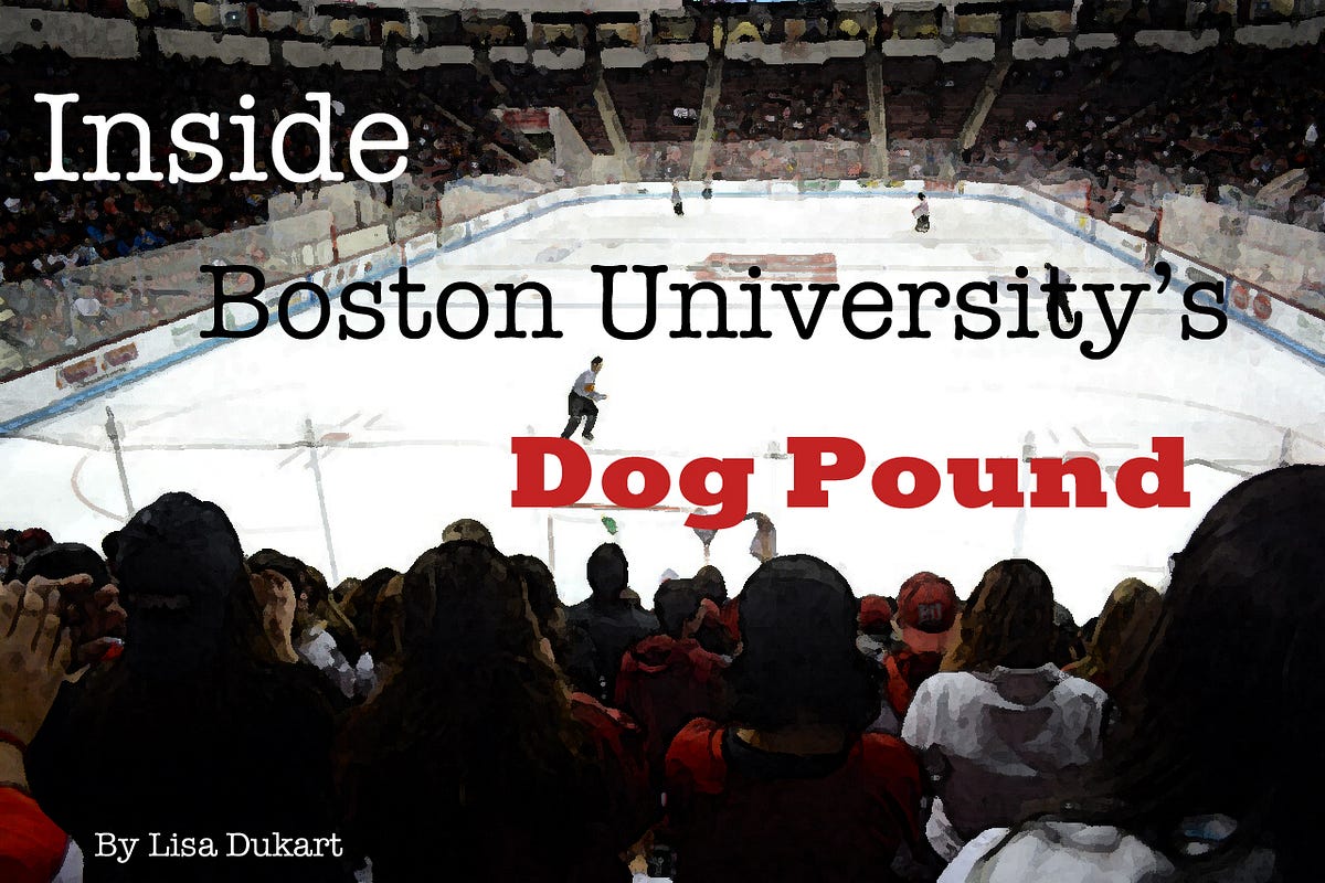 Inside Boston University’s Dog Pound | by Lisa Dukart | Press Play | Medium