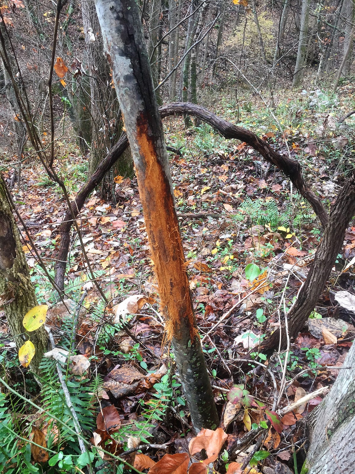 Old, Frail, and Weak.. Last night my tent protected me from… | by Edd ...