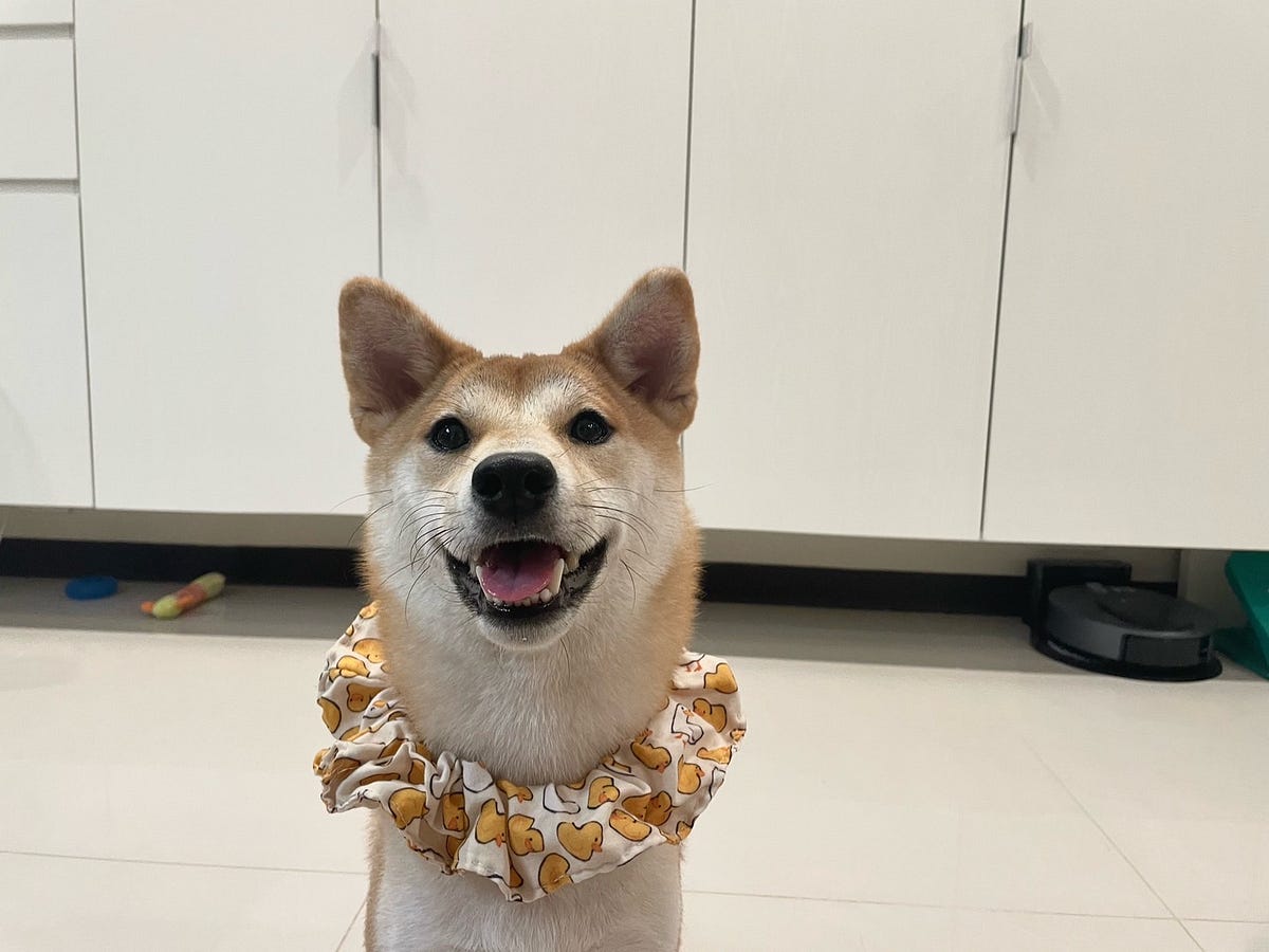 The story of my Shiba. Having a pet is one of my dreams… | by Luna | Medium