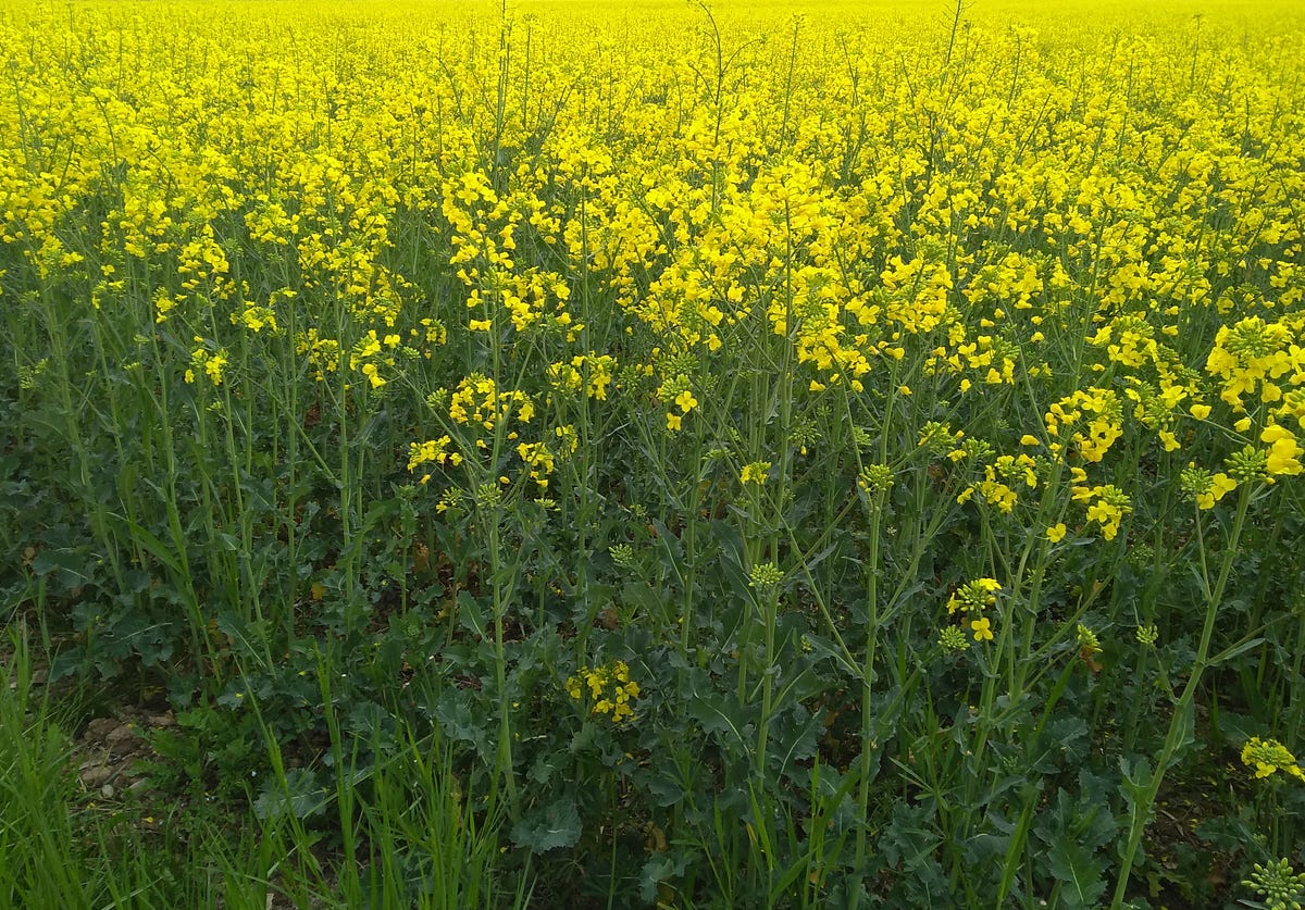 Lets Revisit Natural Sorting In Javascript By Giancarlo Radaelli Javascript In Plain English