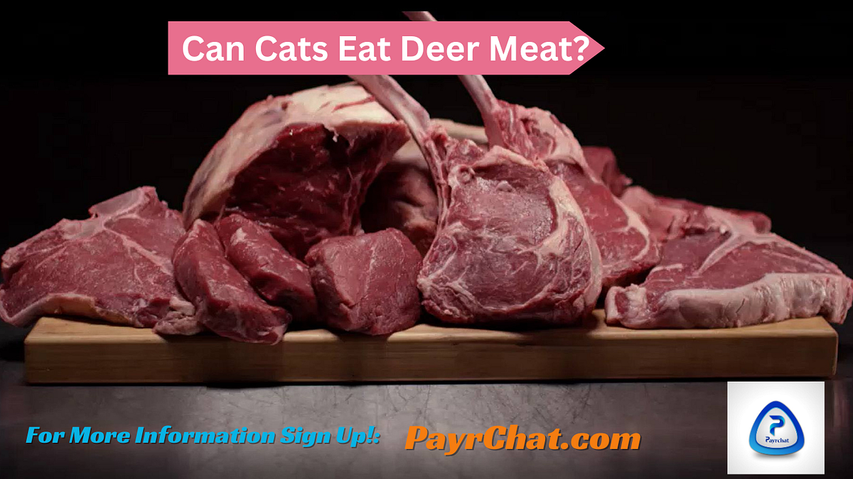 The Feline Feast: Is Deer Meat on the Menu for Cats? | by Md kamrul ...
