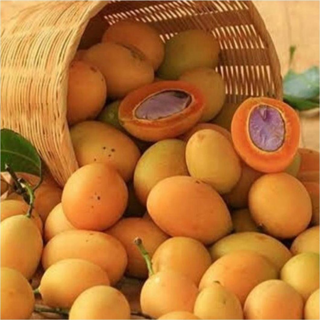 Ready Bibit Tanaman Pohon Buah Gandaria Berkualitas Kota Malang | by ...