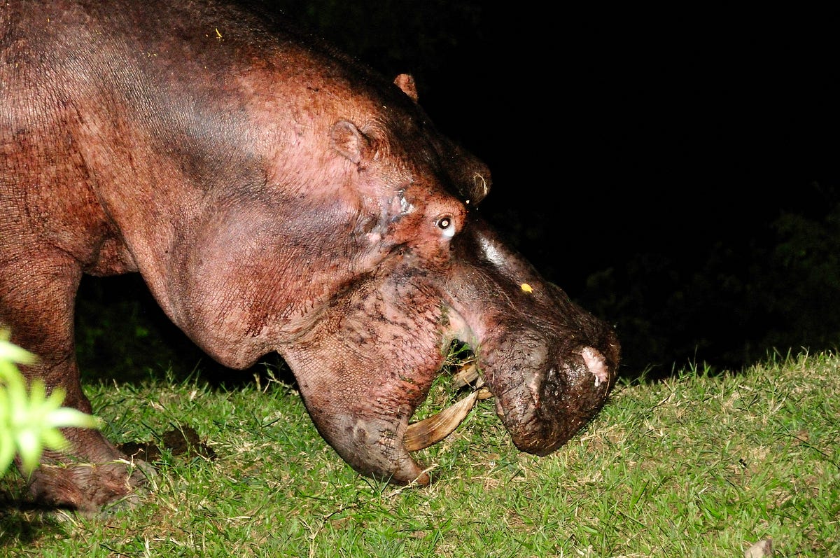 Hippopotamus Teeth Shape