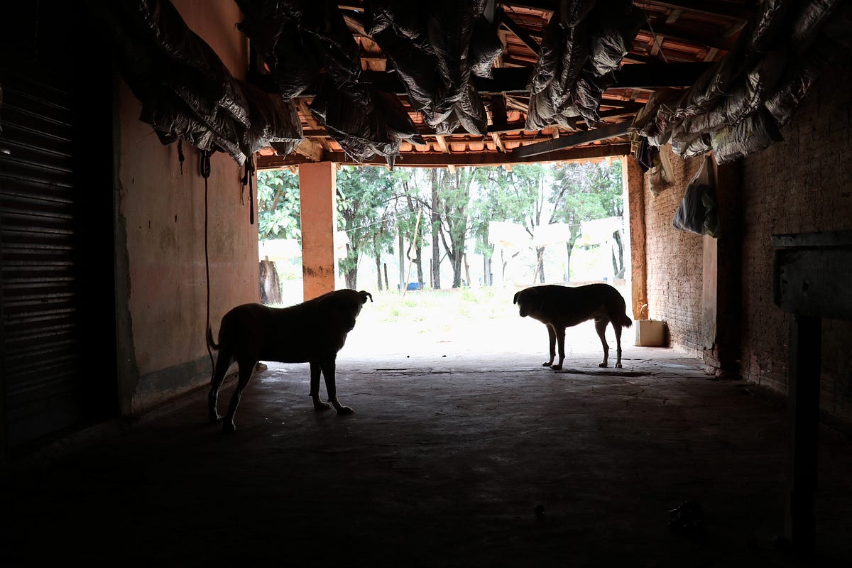 Depois do Abandono - Bárbara Bertoncini - Medium