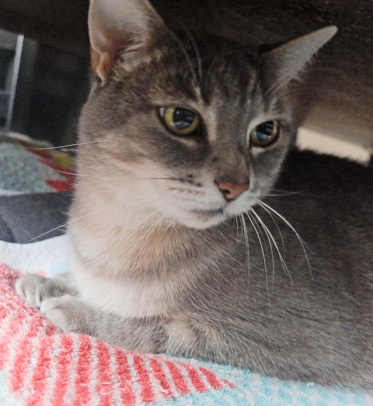 A MESSAGE FOR MY CAT. Dear Tilly, | by Patricia O'Neill | Catness | Medium