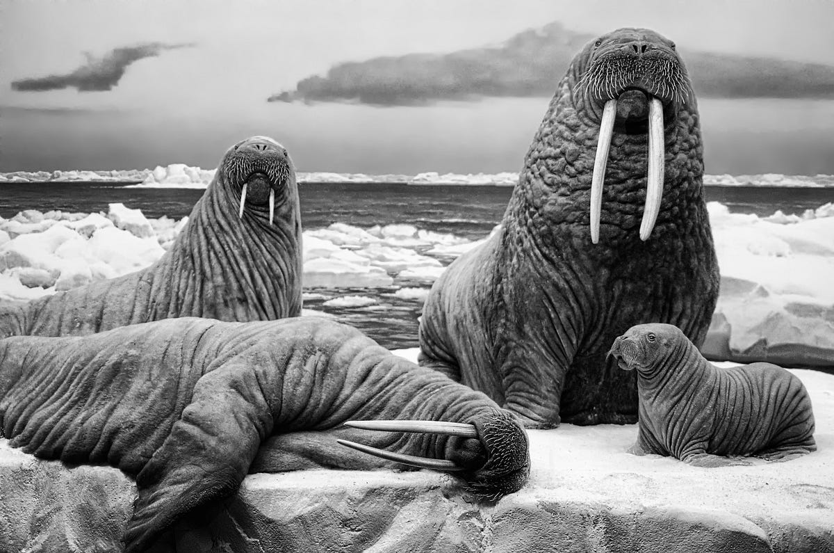3 Uses of Walrus Operators in Python | by Yang Zhou | TechToFreedom ...