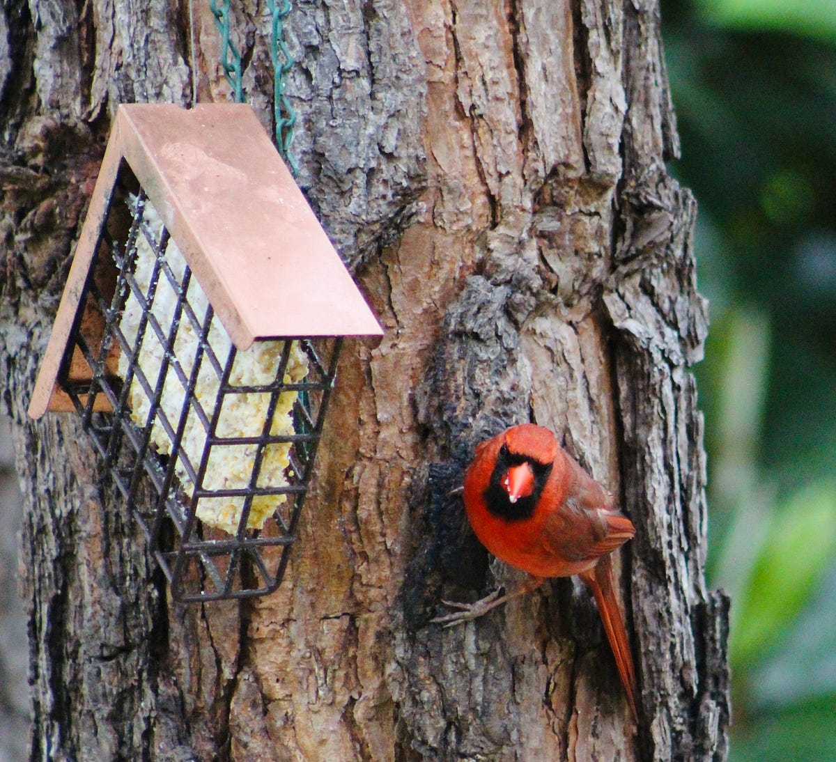 Backyard Birding App — A Case Study: NMIX 6030 | by Kelly Corder | Medium