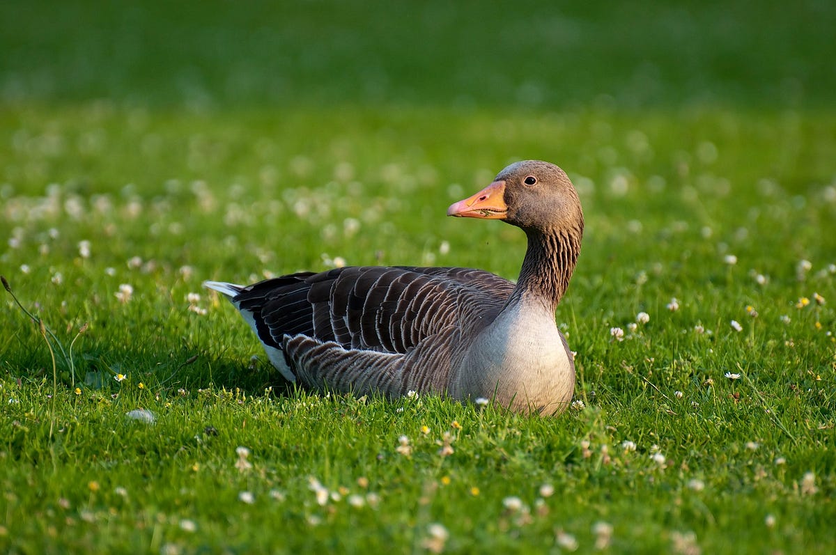 Winter’s Lesson: A Goose’s Survival Story | by Mariam Shah | May, 2025 ...