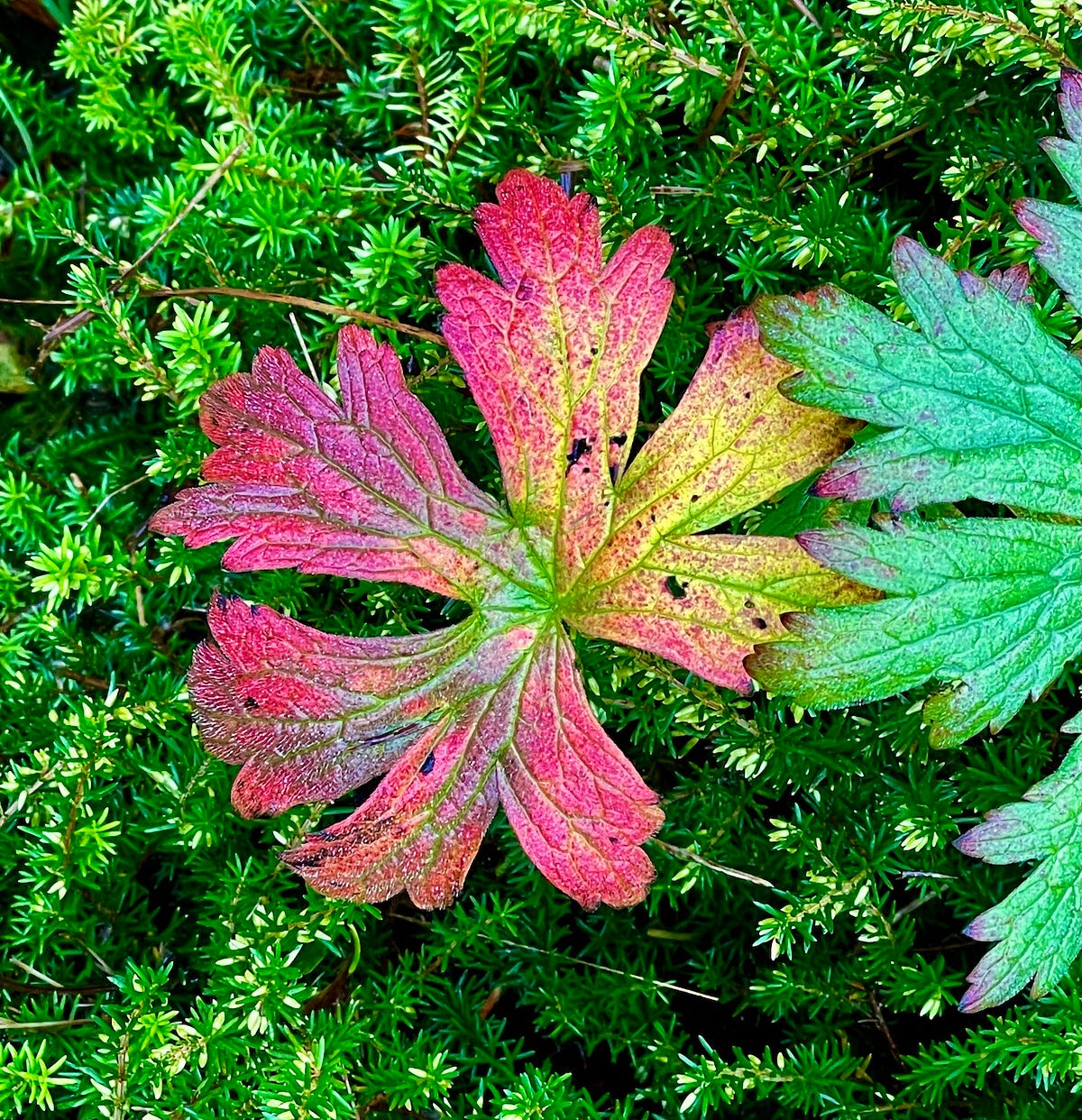Bats, berries, and naked walls. What is it about autumn colours that ...