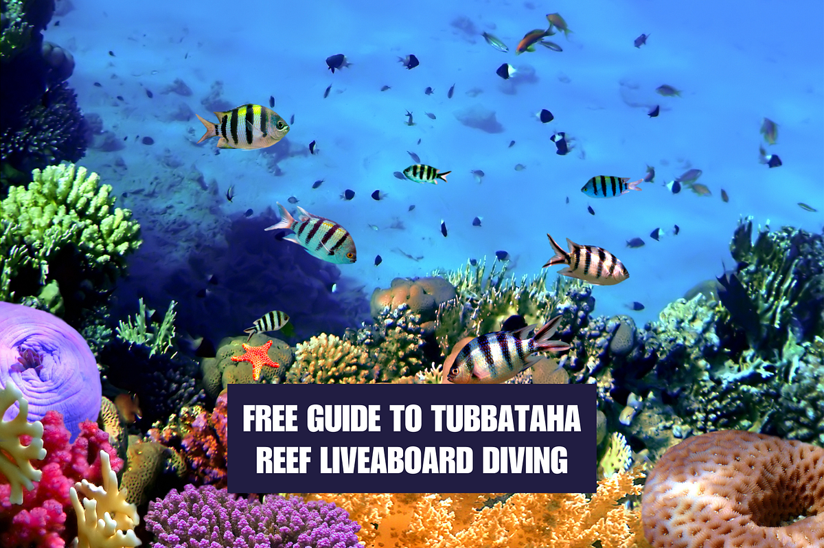 Free Guide to Tubbataha Reef Liveaboard Diving | by Ulmodiving | Dec ...
