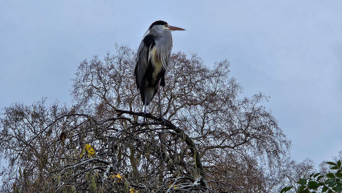 A Royal Perch. For a grey heron | by Ella Read | Gardening, Birding ...