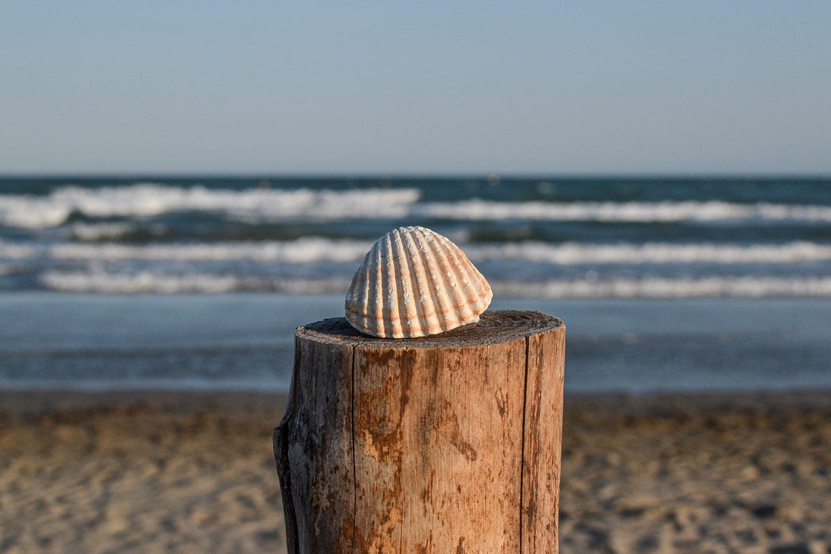 Mine To Keep. A sea shell haiku | by Alice Evergreen | Medium