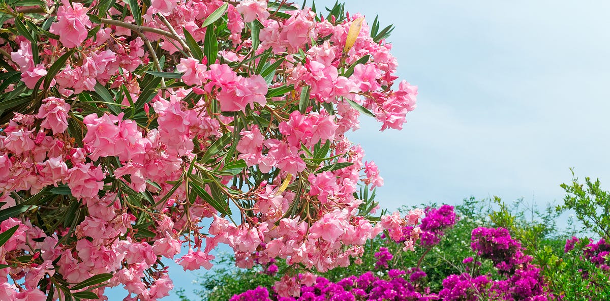 The pink bougainvillea tree. “Look at that pretty pink… | by Prachi ...