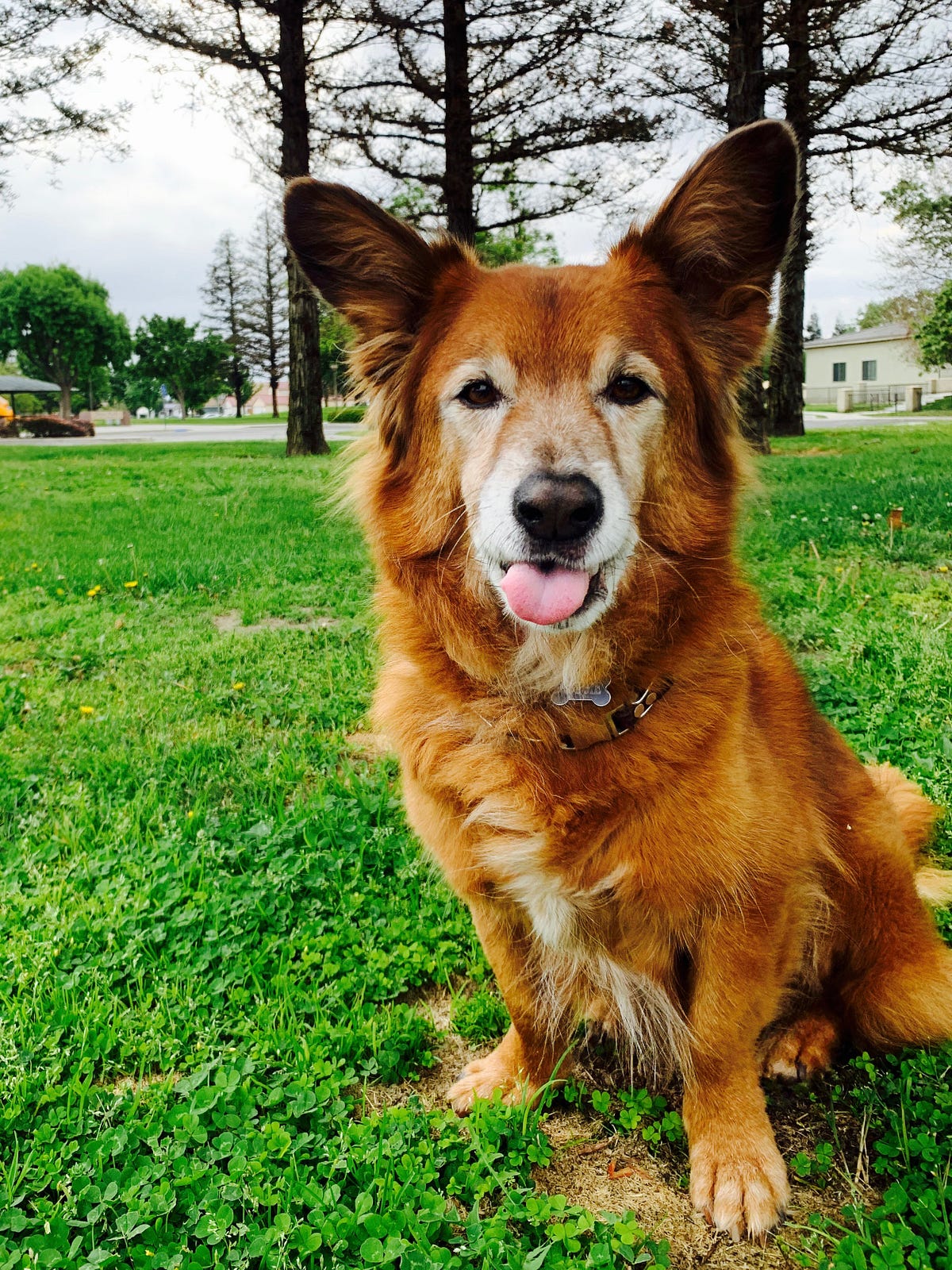 Walking the Dog in the Time of Corona | by Lindsay with an a | Medium