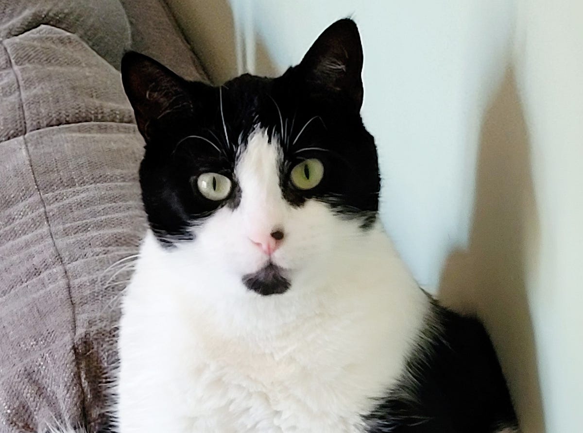 There Is Something Seriously Wrong With This Cat | by Brenna Clark ...