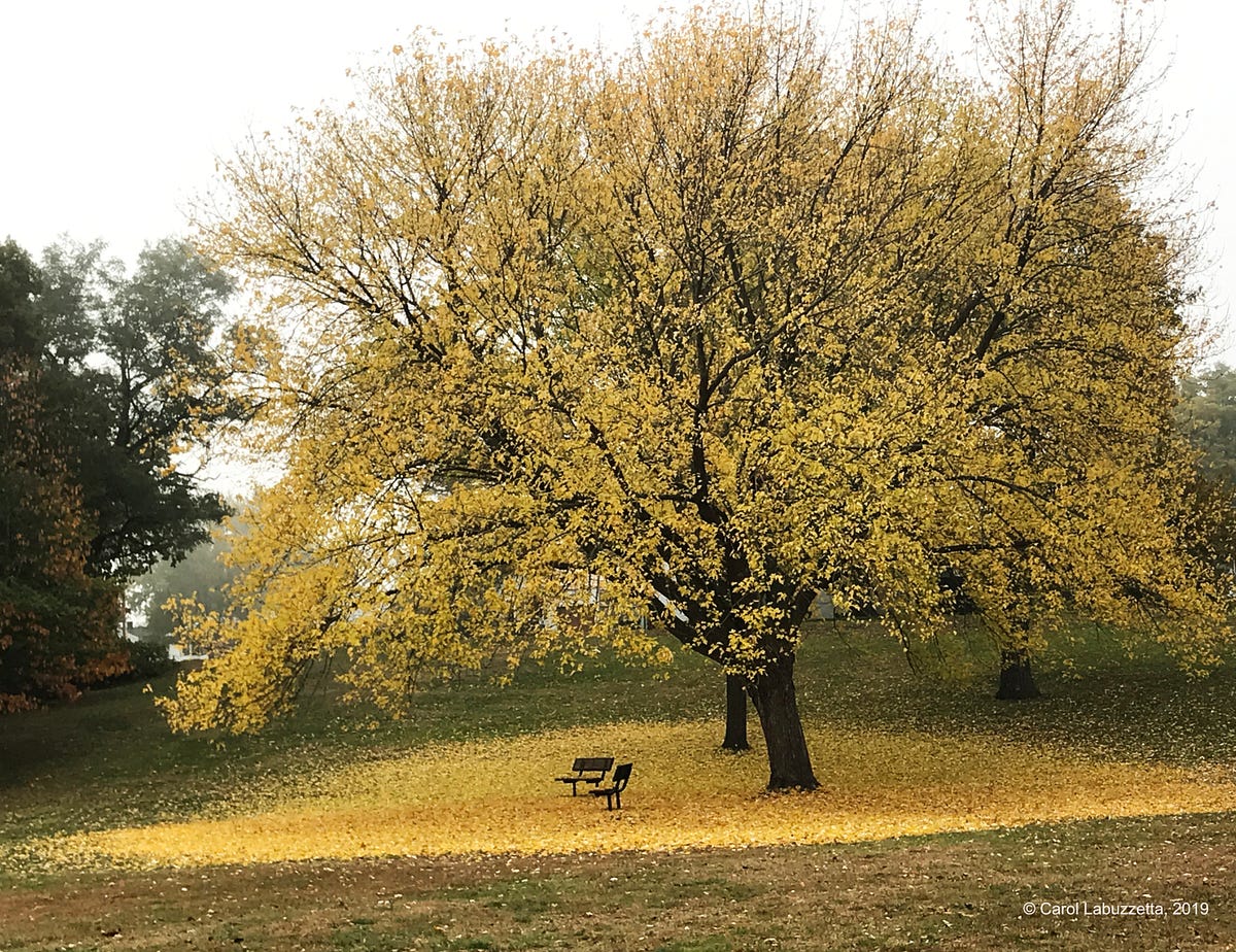 Color Poems: Yellow. Writing Poetry with Children Inspired… | by Carol ...