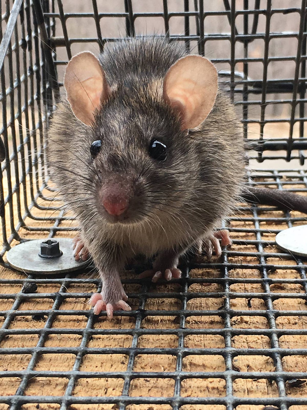STOP attracting RATS to your property? | by Southern Pest Management ...