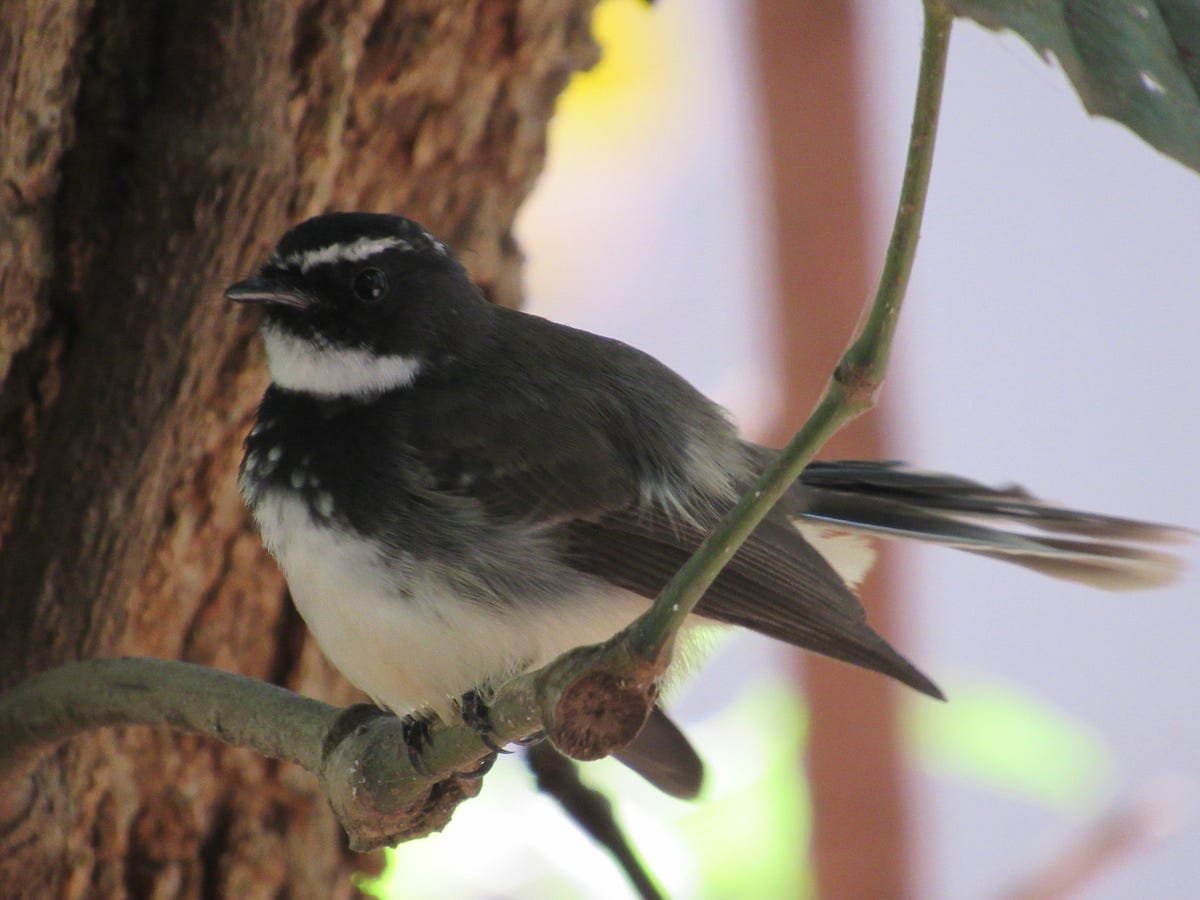 WHITESPOTTED FANTAIL FLYCATCHER - Gopal Dabade - Medium