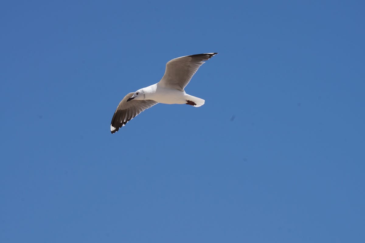 Nature Knows No Good Or Bad. Just local circumstances. We live in a ...