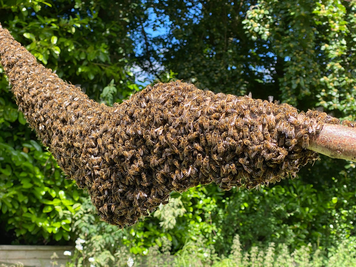 Lung disease- could bees have found a sticky solution? | by Bridget ...