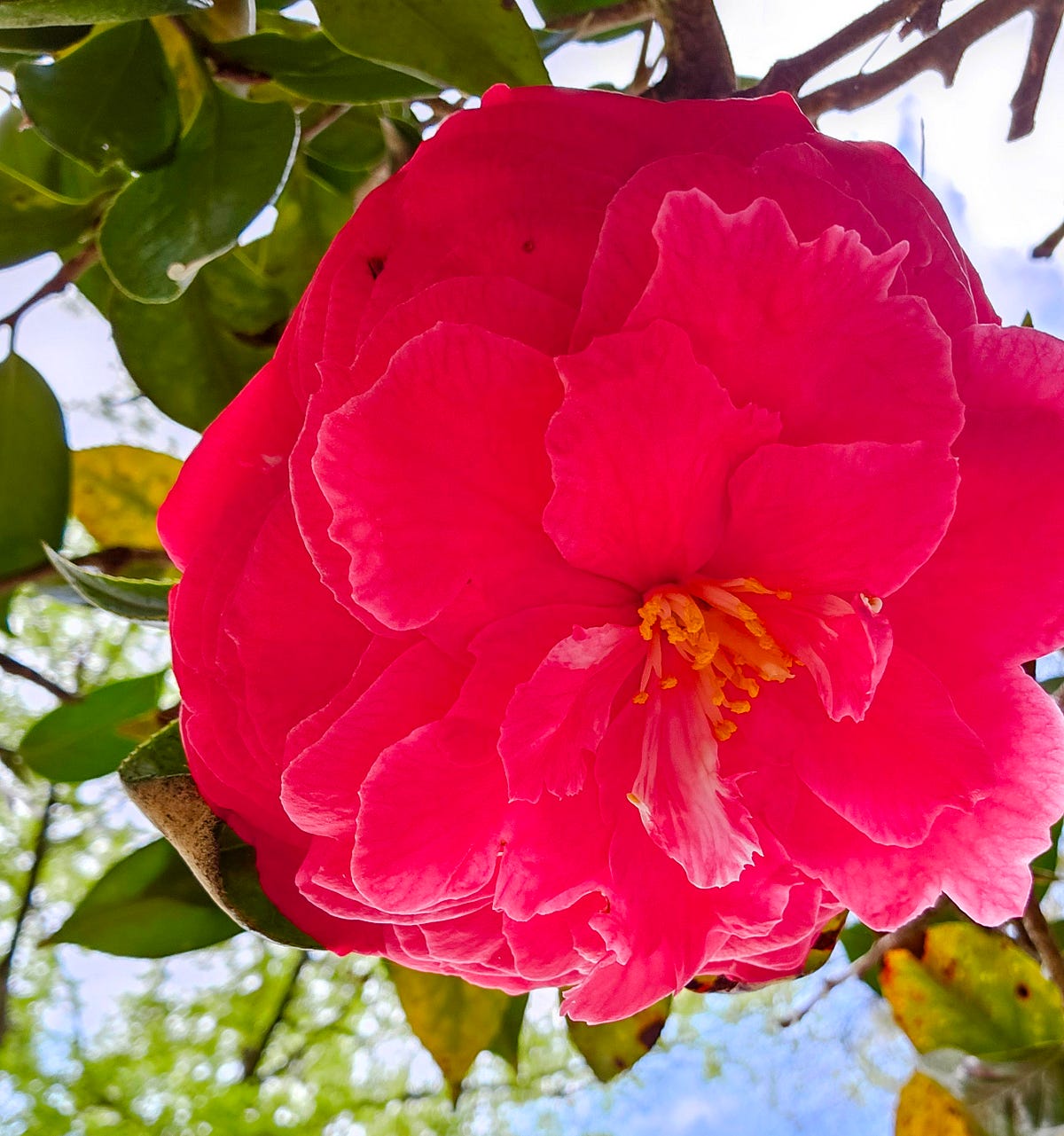 A Florida Spring. Spring photos and quotes | by Dennett | SNAPSHOTS ...