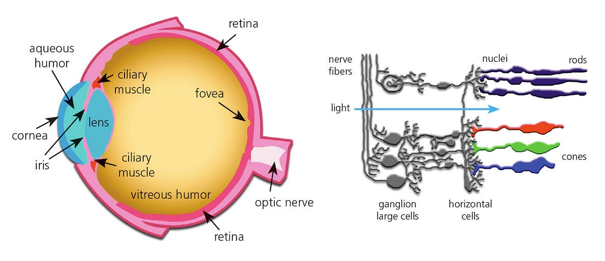 How does the retina contribute to color vision? | by Dr Sonia ...