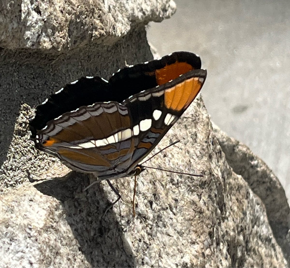 California Sister. A butterfly in Yosemite National Park | by Kim ...