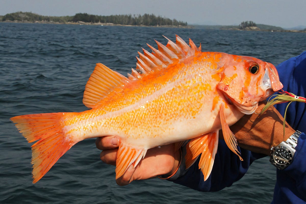 Rockfish A Cultivated And Luscious Seafood Diamond | by Mian Syed ...