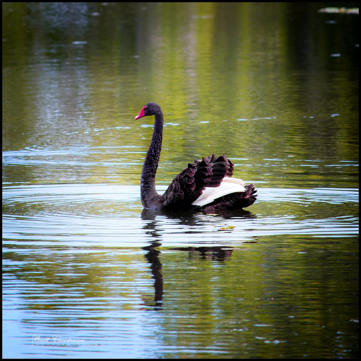 Black Swan Glides Smoothly. A Haiku — NaPoWriMo 2019 | by Brett ...