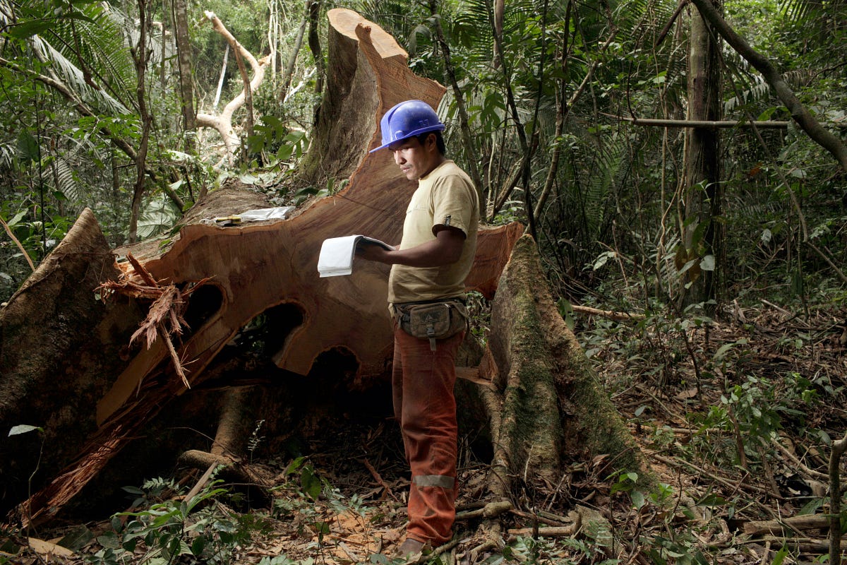 Risky business: a new tool for tackling unsustainable timber | by WWF ...