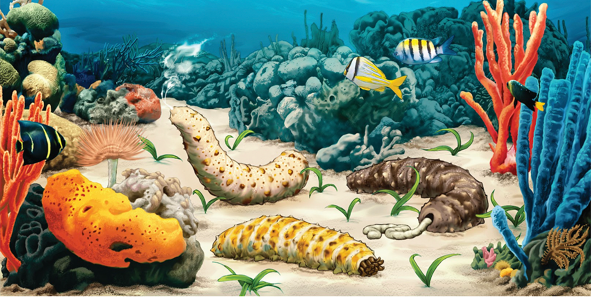 Nature’s Unlikely Heroes — Sea Cucumbers: 5 Fascinating Facts | by ...