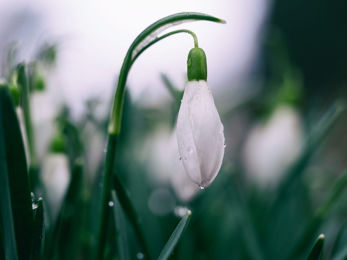 Irrepressible Life - Susan Brearley - Medium