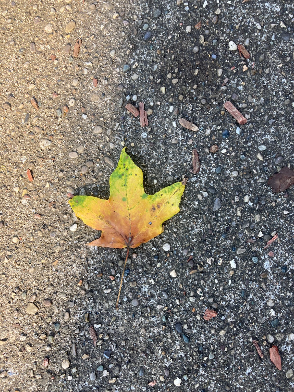 Fall Haiku - Lucinda Ritter - Medium