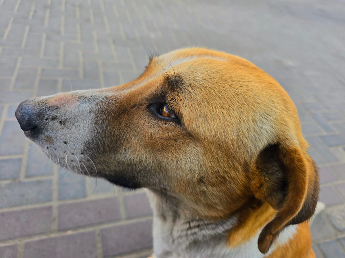 Dog and the Sea. They called him “Dog.” Not the Dog. Not… | by Panpan ...