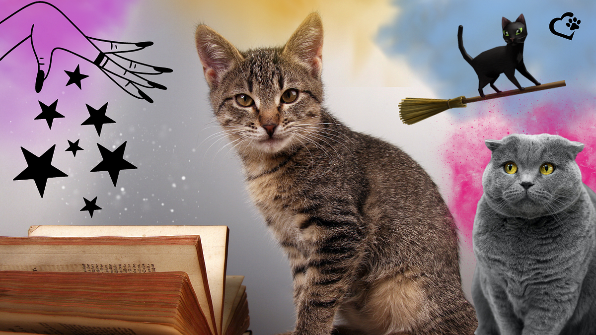 Why Are Cats Associated with Witches? Are They the Perfect Companion ...