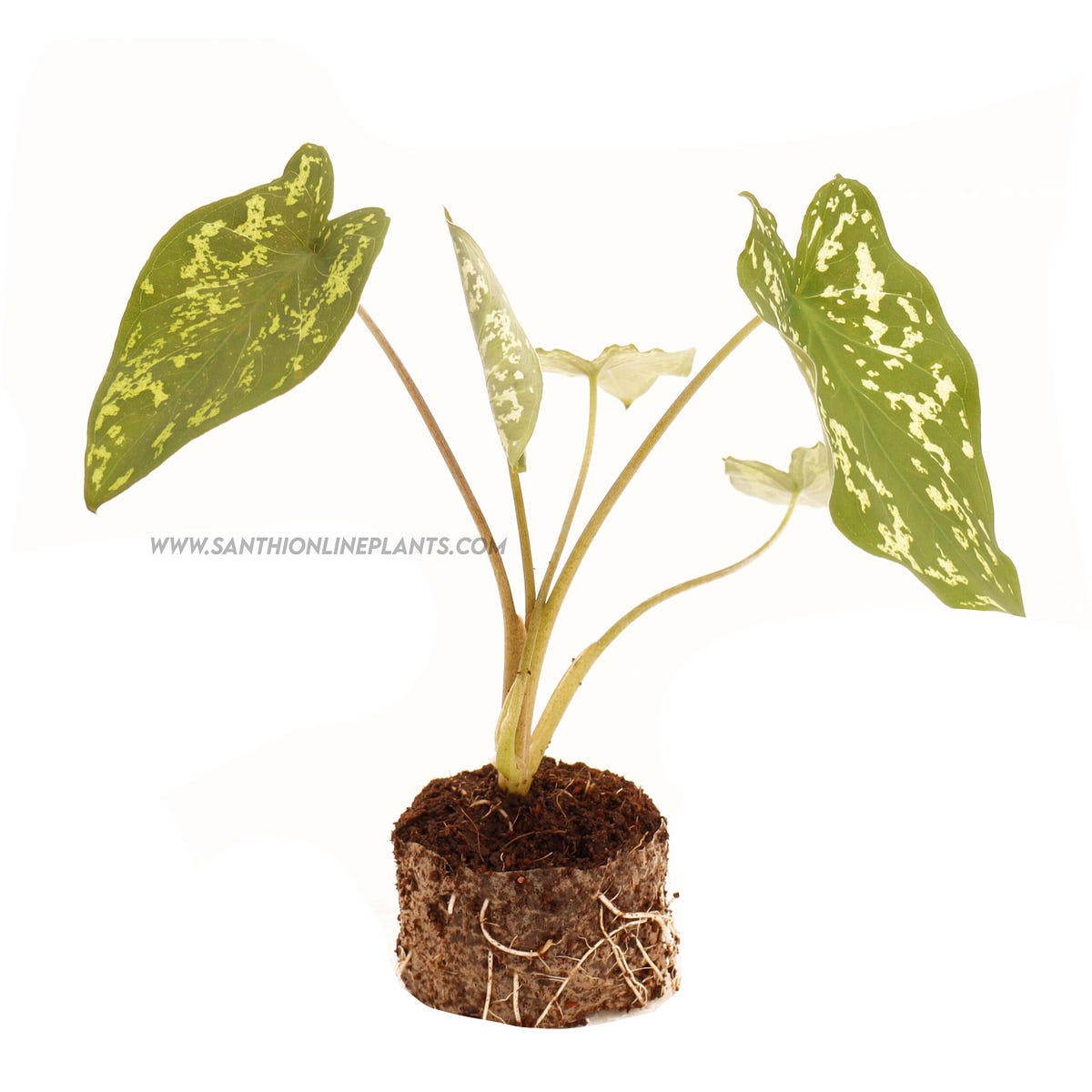 Caladium Hilo Beauty. Buy the Caladium Hilo Beauty plant from… | by ...