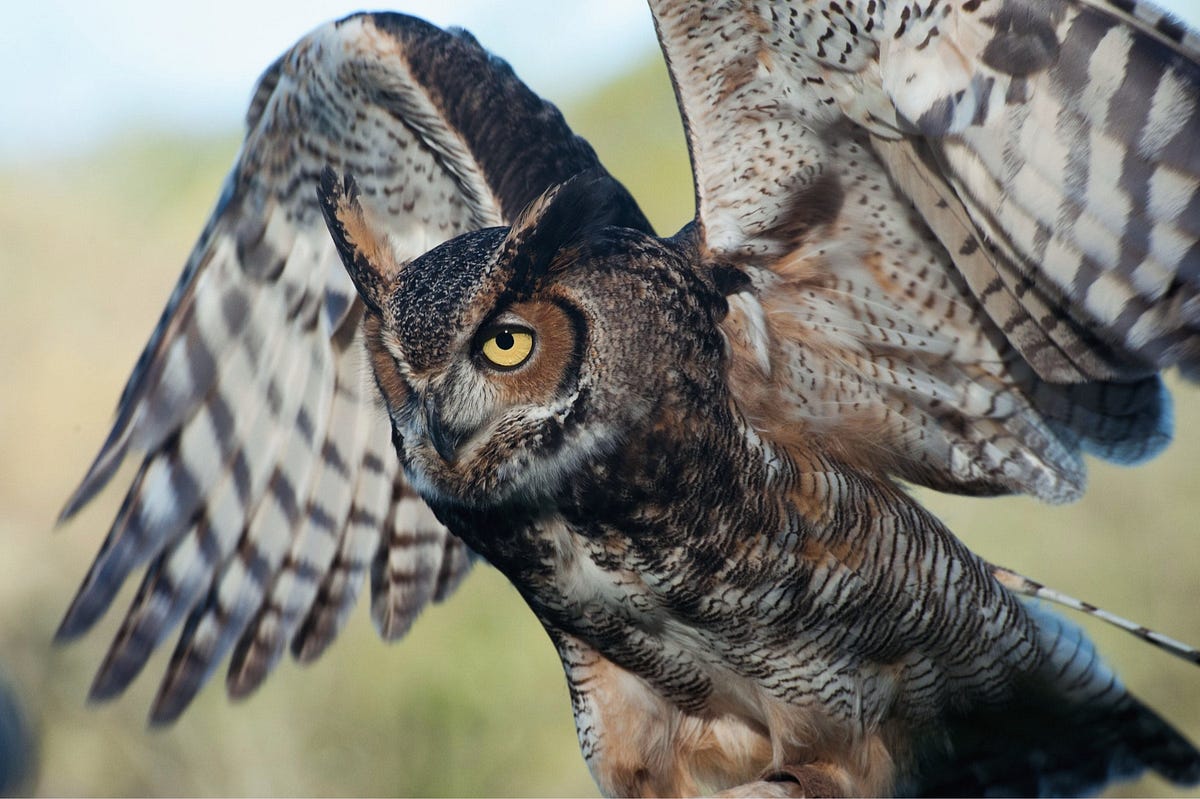 Bridge. The veil is lifted | by Sarah Secor | Medium