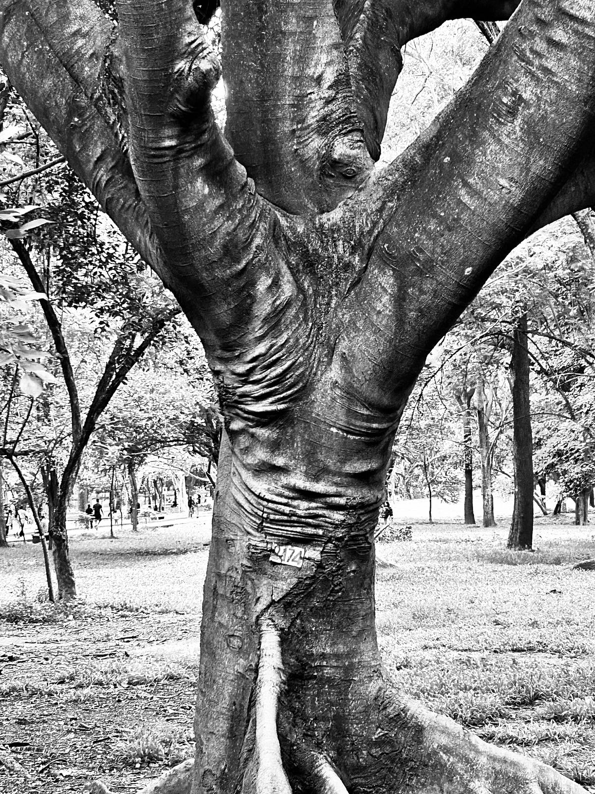 The Wrinkles Of Time. On The Soul Of An Old Tree | by Somsubhra ... The Wrinkles Of Time. On The Soul Of An Old Tree | by Somsubhra ...