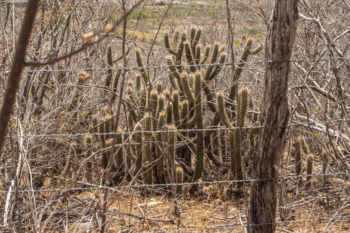 🌵 C O N G O 🌵. Caprinos, Cinema & Cactus. | by Laureano. | Medium