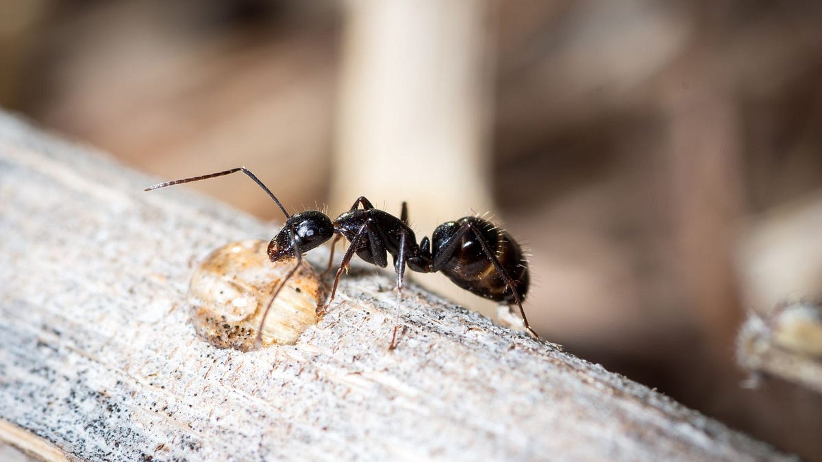 Carpenter Ant Control Products: Which Ones Really Work? | by Brady Pest ...