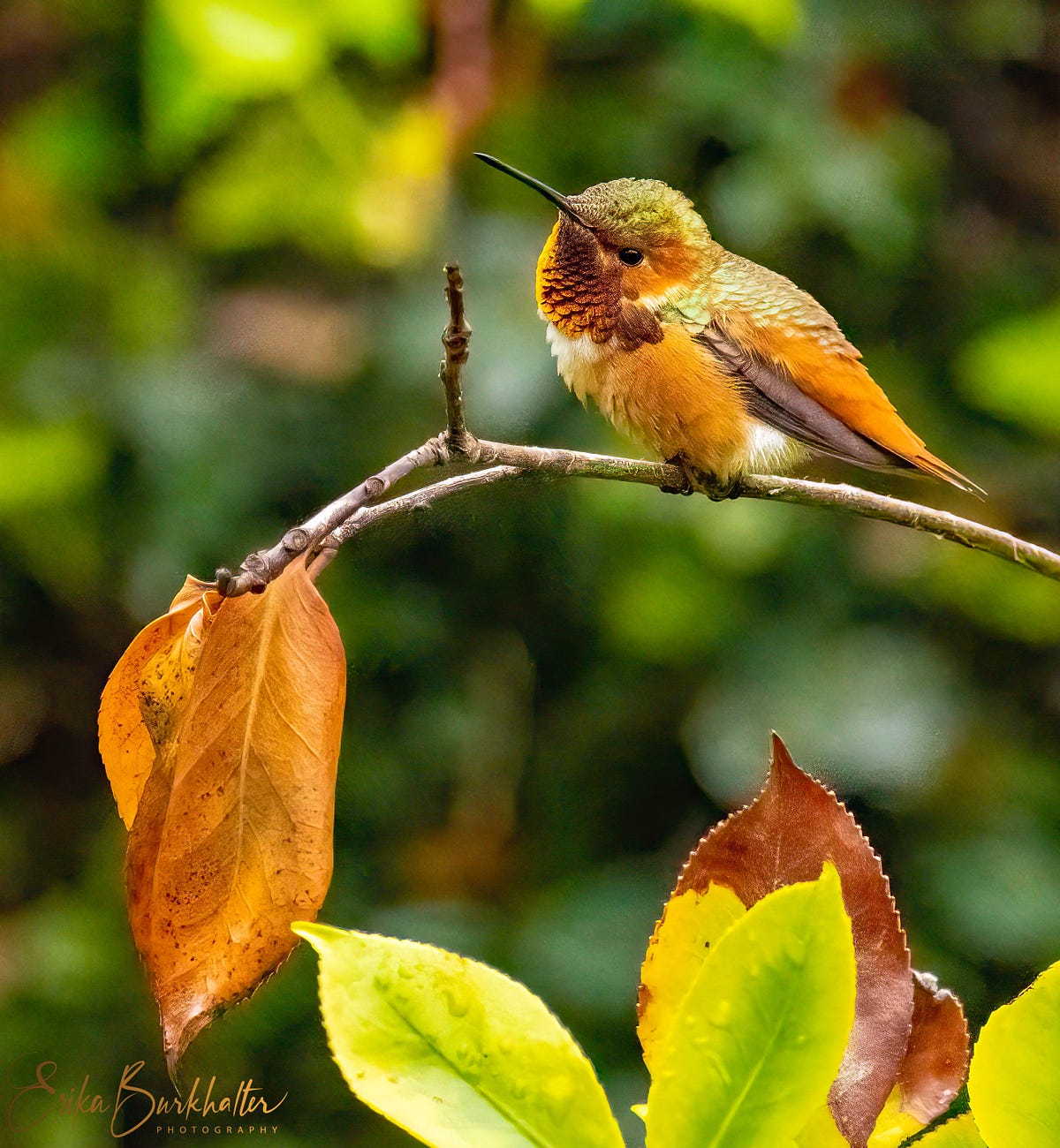 A Sleepy Allen’s Hummingbird Fluffing his Feathers on a Rainy Day | by ...