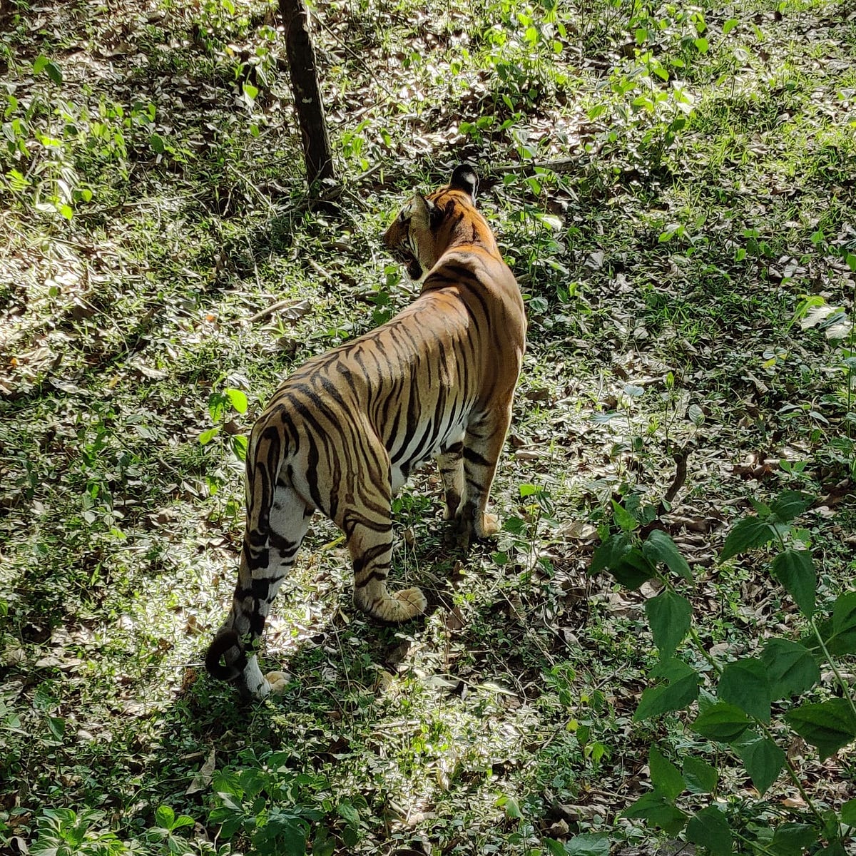 From ‘T for Tiger’ to Seeing One in Real Life | by Sanjana Rao | May ...
