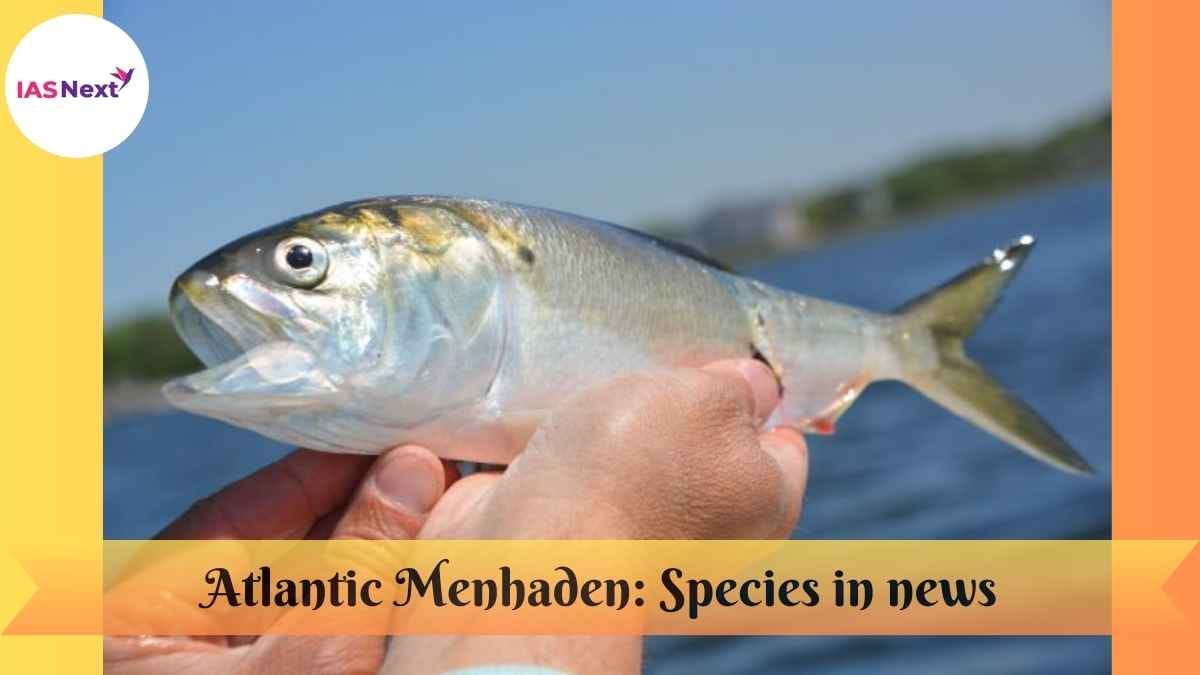 Atlantic Menhaden: Species in news - Best IAS Coaching in Lucknow - Medium