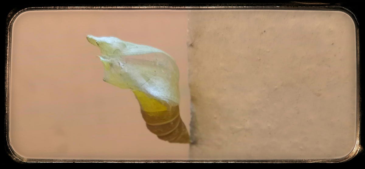 The Cocoon In The Concrete Wall. Strength in delicateness | by Cee_jita ...