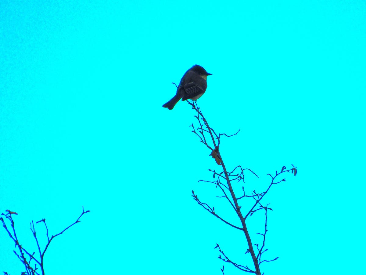 Sunday Birds. A collection of New World birds | by Dennett | Gardening ...