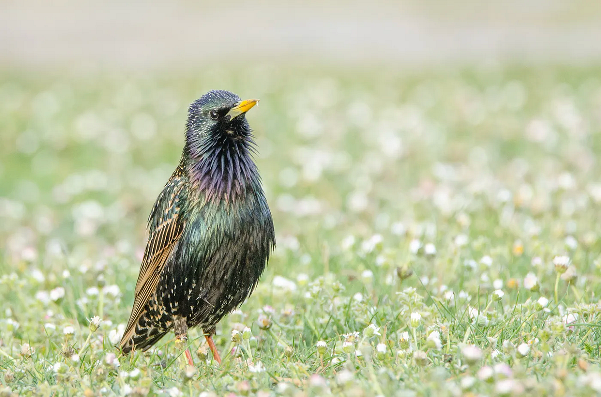 These Birds’ Global Success Reveals Evolution Doesn’t Always Take ...