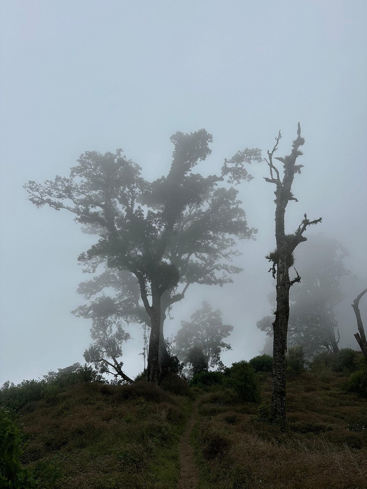 the trembling tree. there was a time when my home was all… | by euyunzs ...
