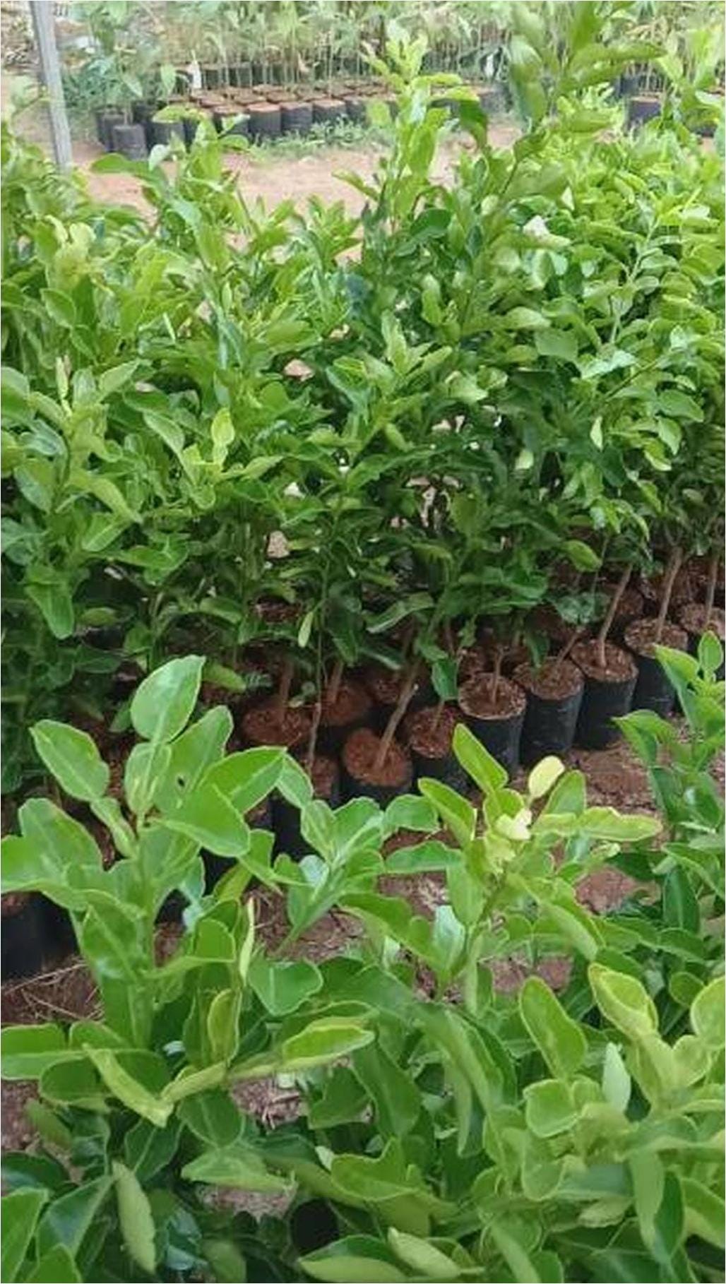 Bibit Jeruk Purut Daun Okulasi Buat Bumbu Masakan Garut Berkualitas ...