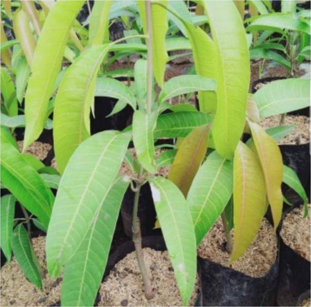 Bibit Mangga Red Ivory Kota Bandung Berkualitas | by Agro Tani Berkarya ...