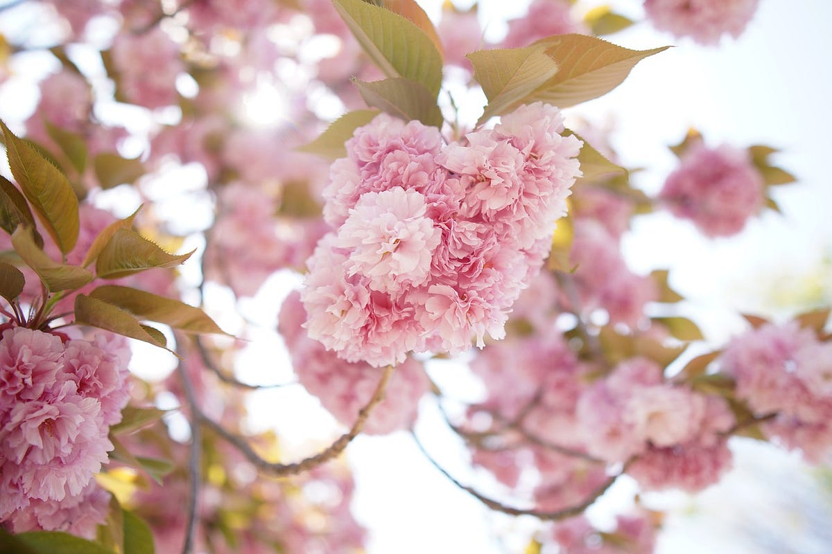 How the Qur’an Softened My Heart. How rediscovering faith through the ...
